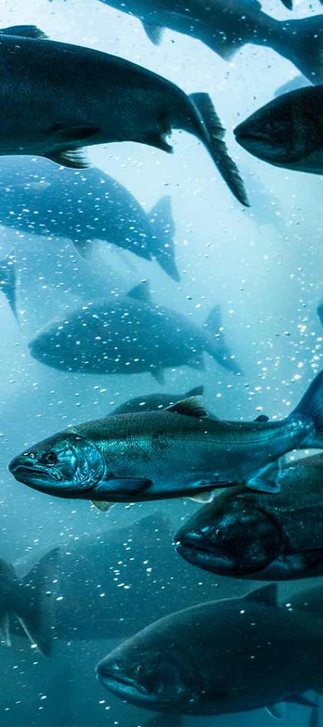 Guide de pêche sur le Lac Ontario - Blue Shark Charters